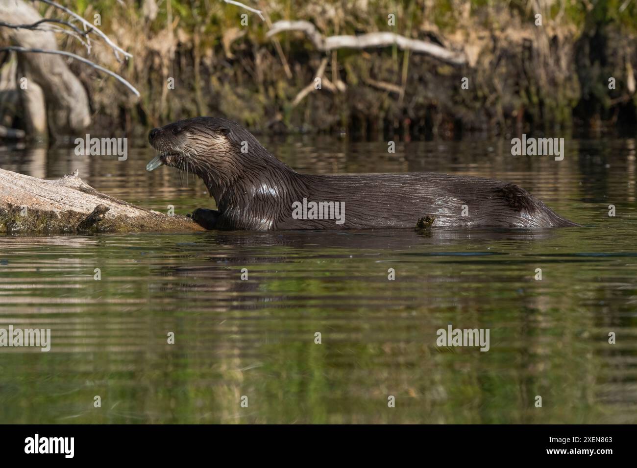 Wet River otter (Lontra candadensis) rests on a log at the water's edge ...