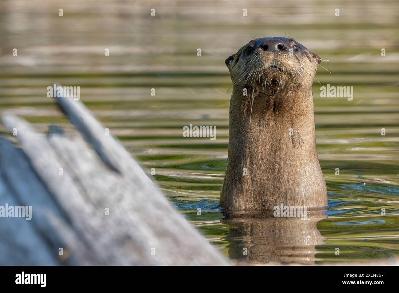 Wet River otter (Lonta canadensis) pops his head out of the water ...