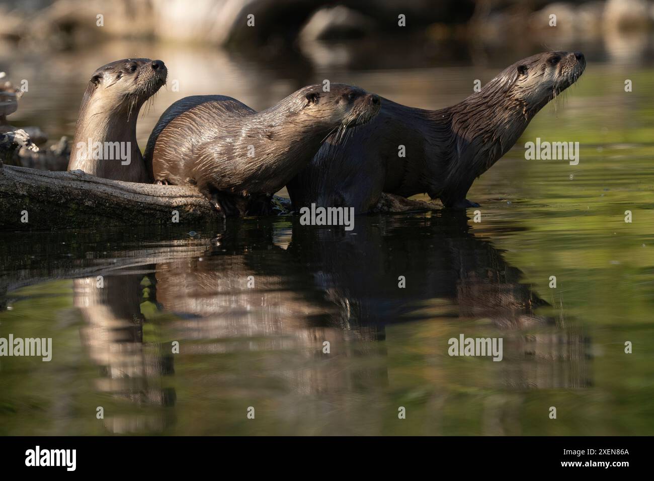 Two wet River otters (Lonta canadensis) rest on a log on Tarfu Lake ...