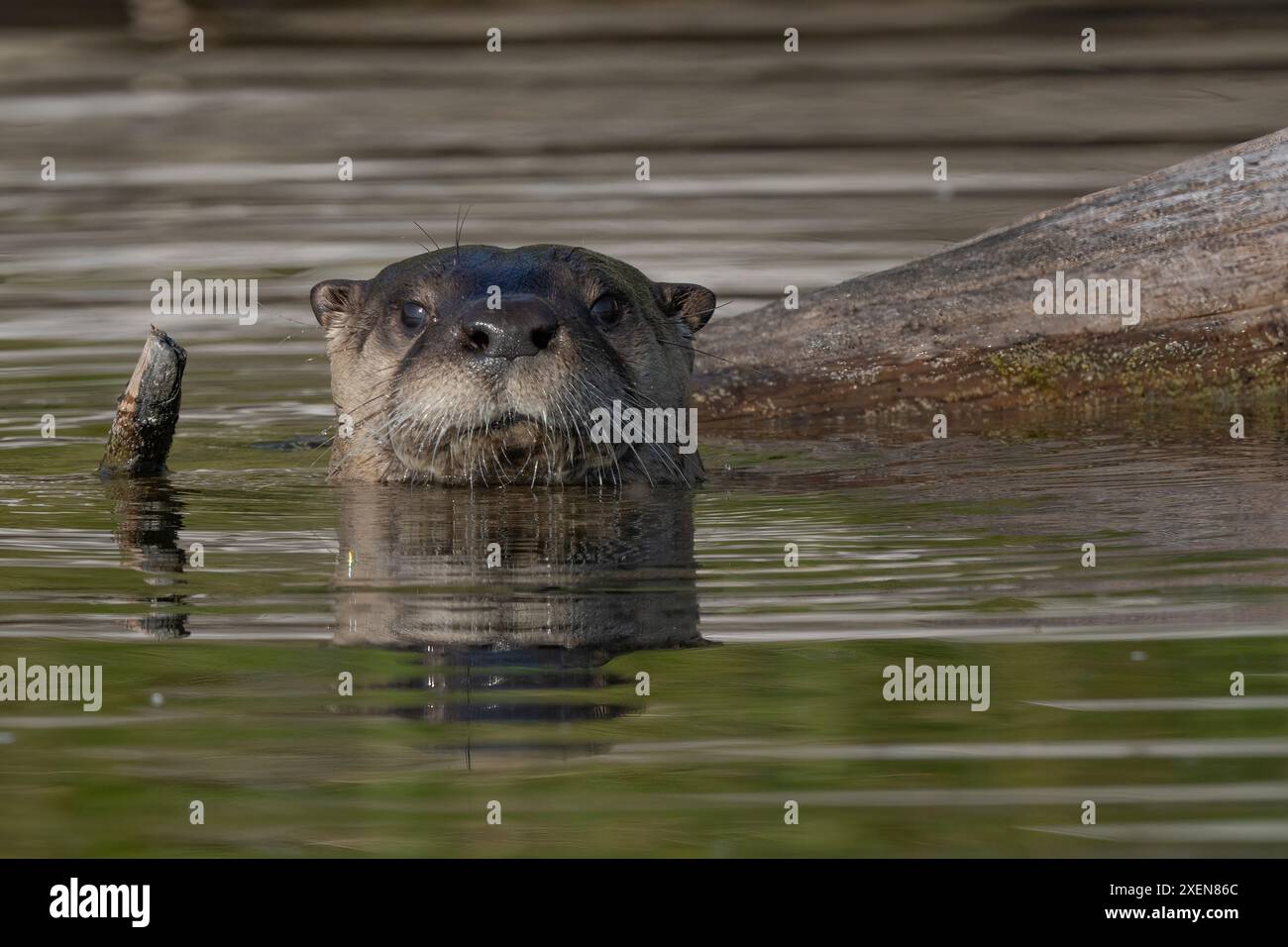 Wet River otter (Lonta canadensis) pops his head out of the water ...