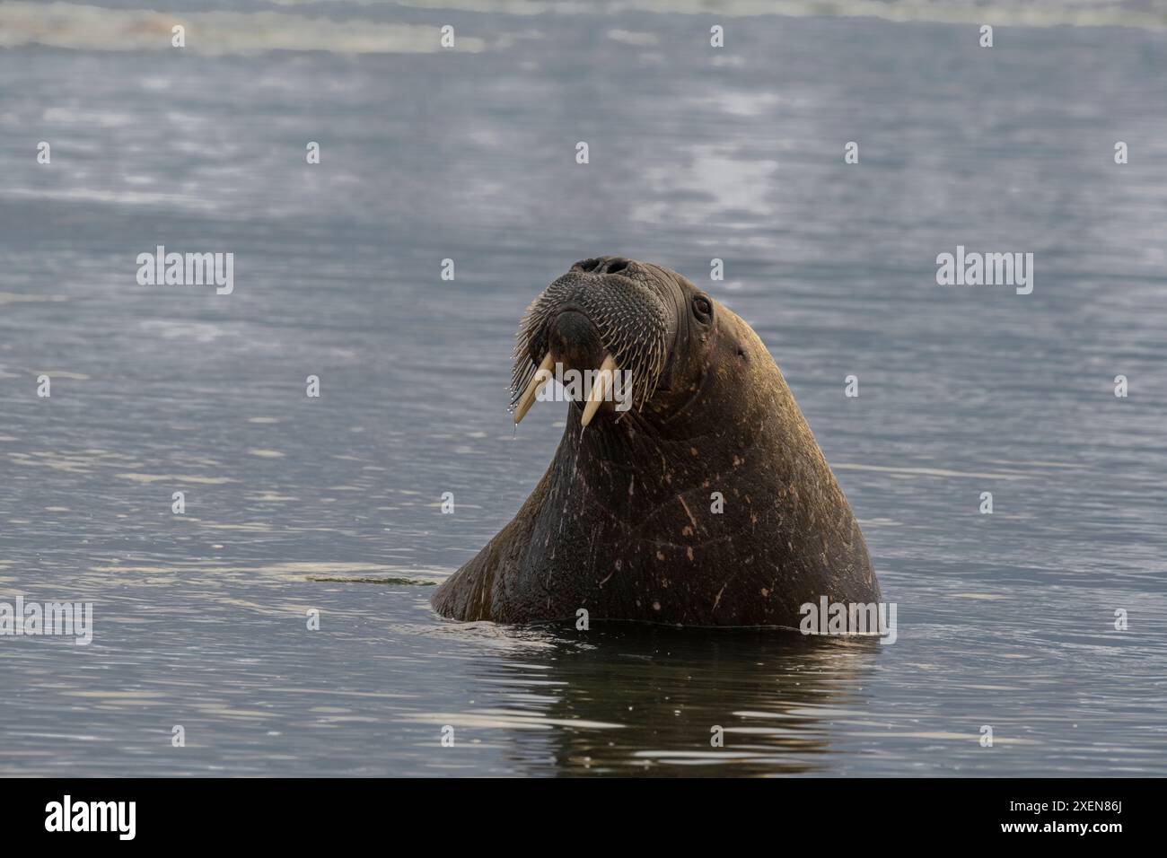 Svalbard, Norway. Portrait of Atlantic walrus Stock Photo - Alamy