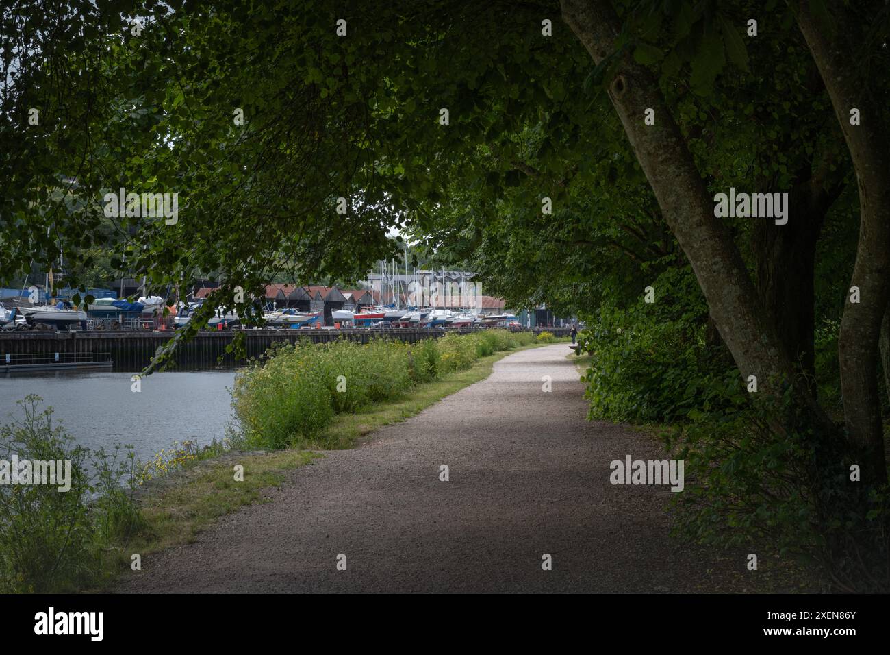 The Longmarsh riverbank walk at Totnes South Devon Stock Photo - Alamy