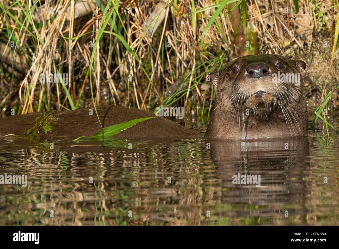 Wet River otter (Lonta canadensis) pops his head out of the water along ...