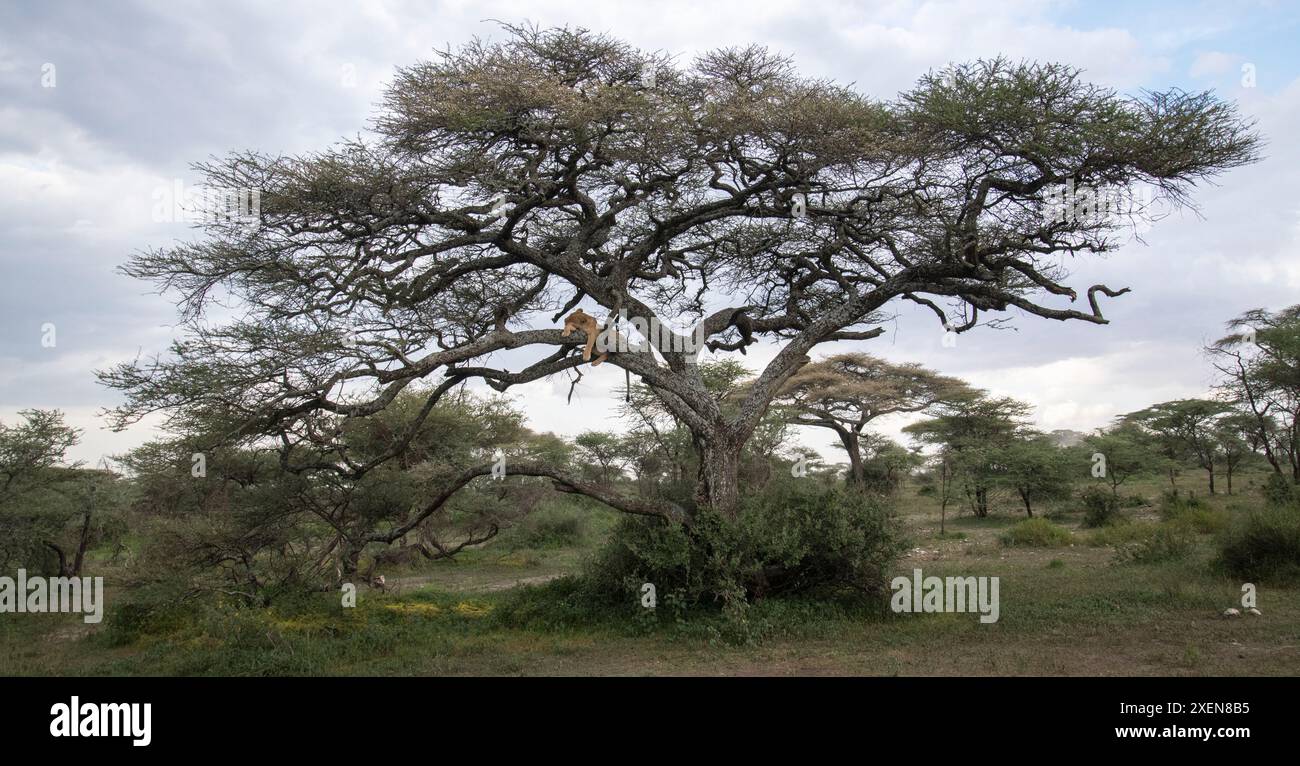 Lone African Lion (Panthera leo) asleep in a tree near Ndutu in the ...