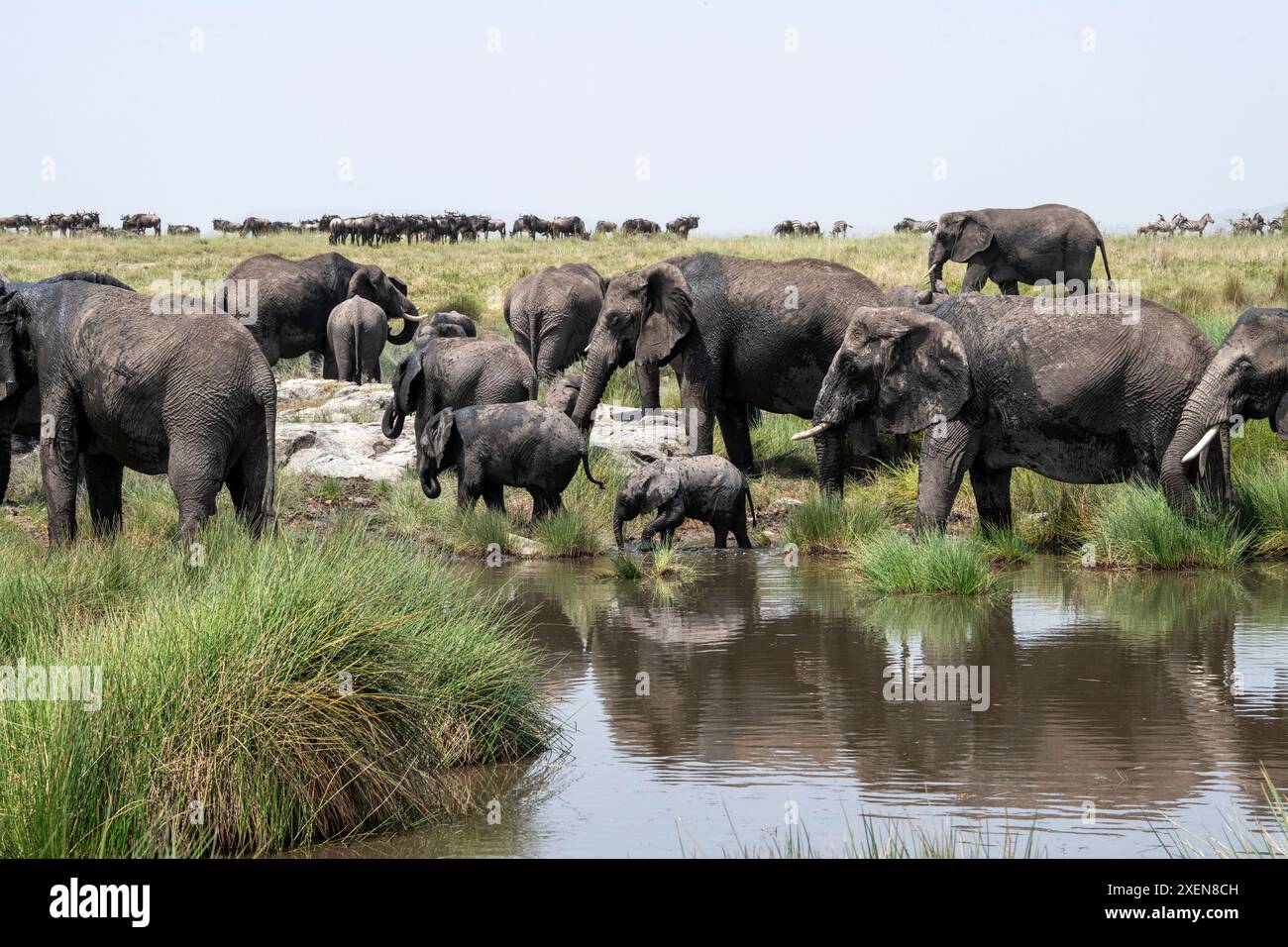 Female African Elephants (Loxodonta africana) with babies at a water ...
