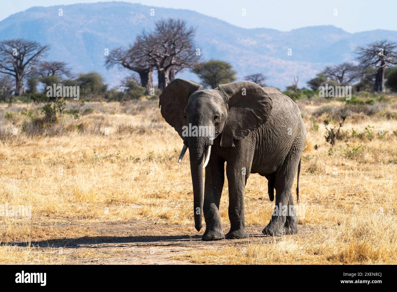 African elephant (Loxodonta africana) walking through the savanna with ...
