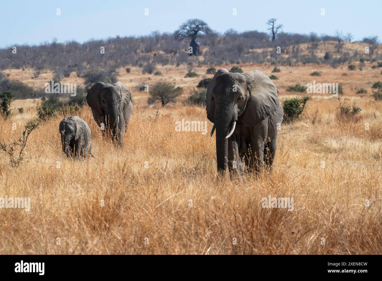 Female African elephants (Loxodonta africana) and young crossing the ...