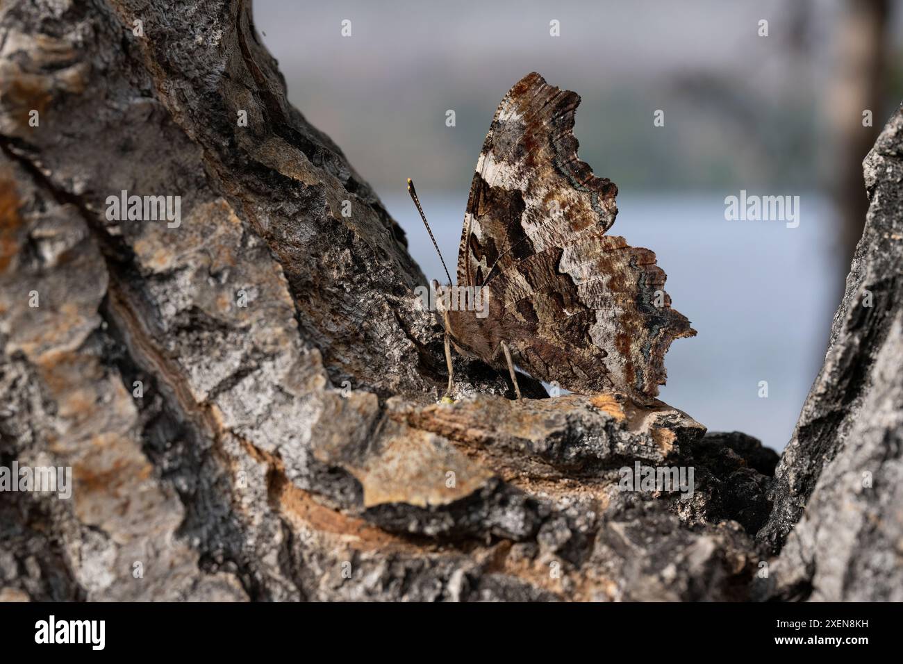 Green Comma butterfly (Polygonia faunus) resting on tree bark; Watson ...