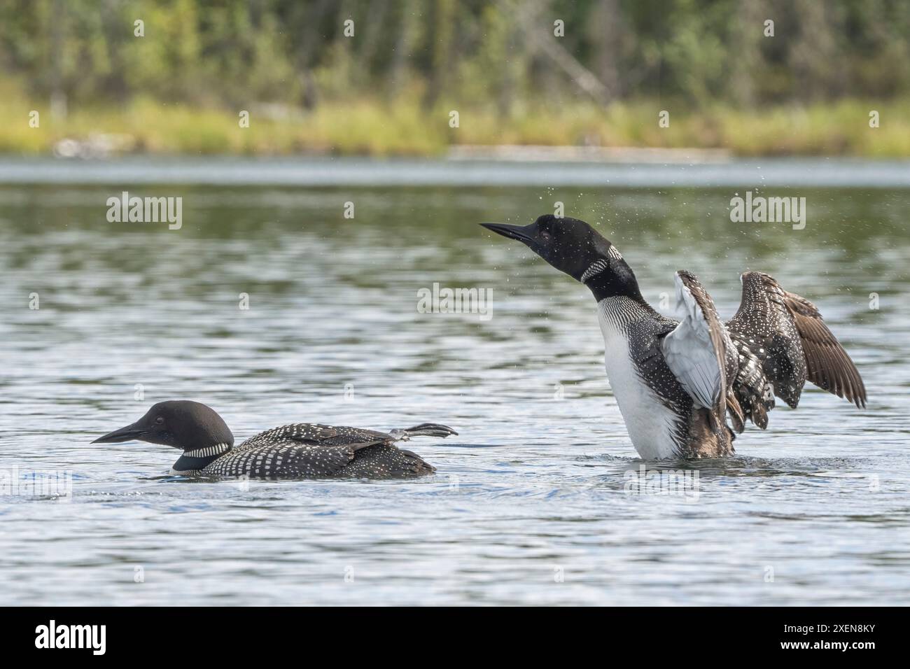 Two Common Loons (Gavia immer) on a lake in Yukon, Canada; Carmacks ...
