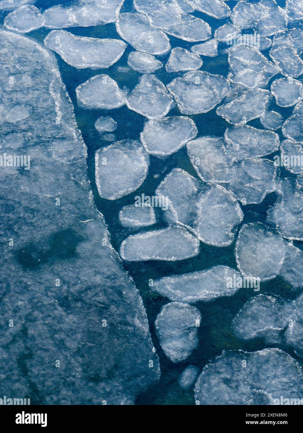 Pancake ice, process of forming of sea ice. Coast of Colesbukta part of ...