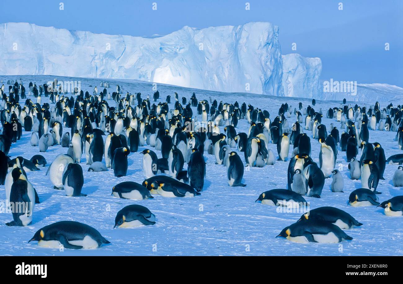 Atka Bay Colony of Emperor penguins (Aptenodytes forsteri) grouped ...