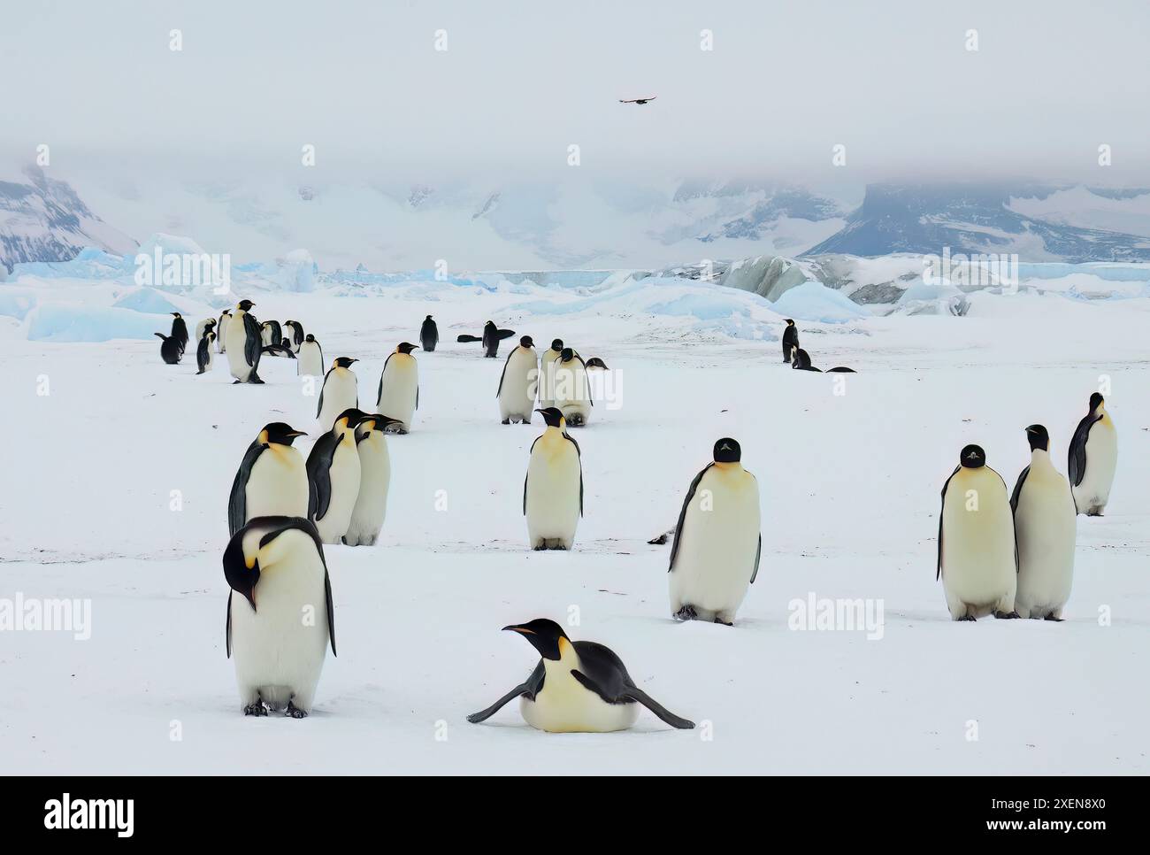 Emperor Penguins (Aptenodytes forsteri), Atka Bay Colony, Weddell Sea ...