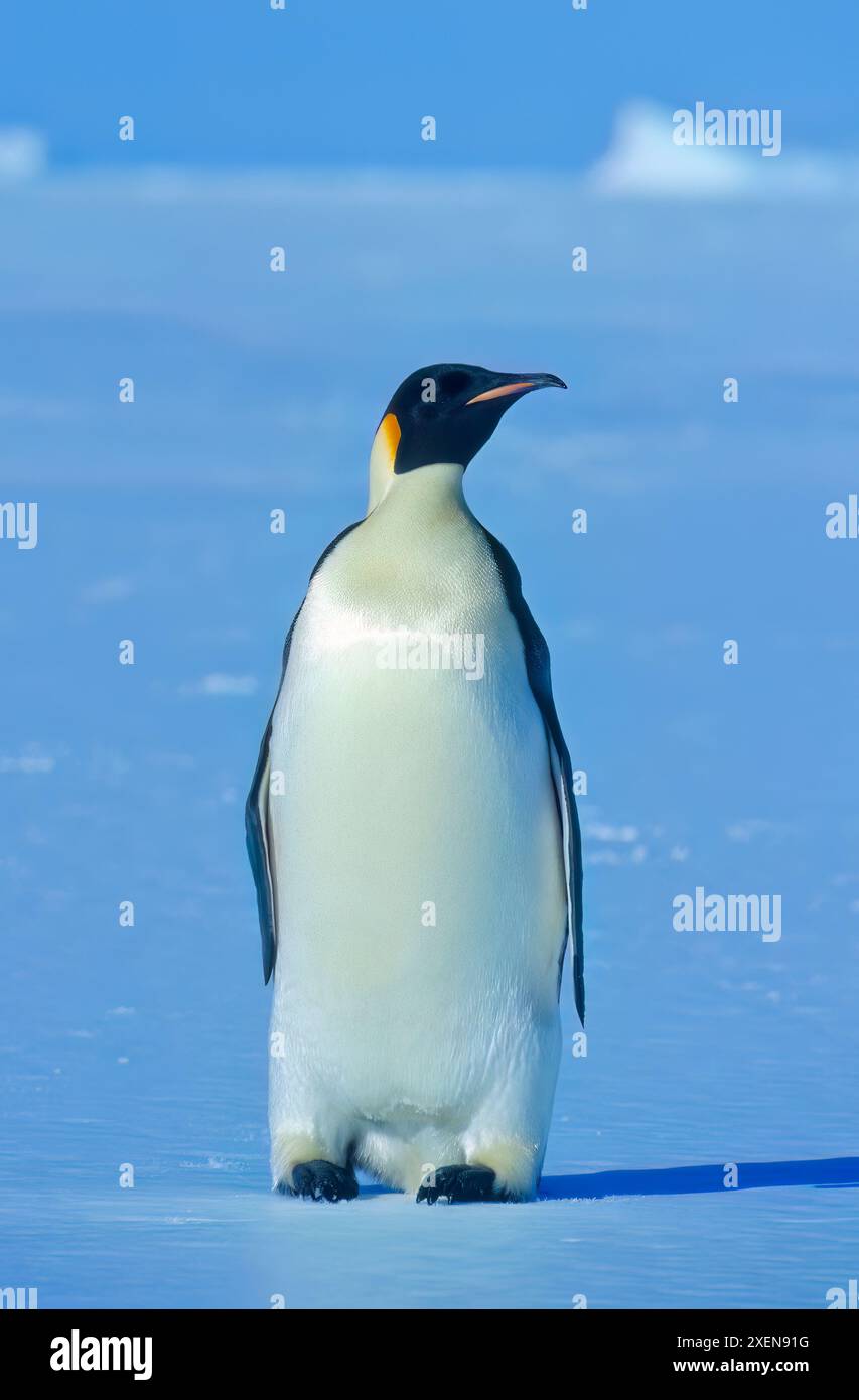 Icy landscape antarctica hi-res stock photography and images - Alamy