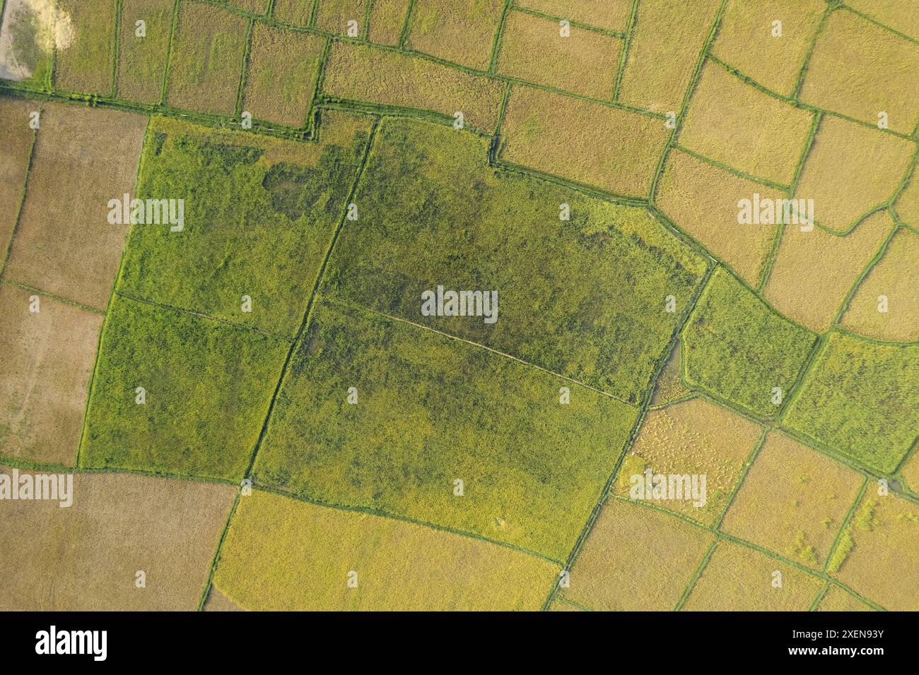 Aerial view of rice fields on divided farmland in Laos; Laos Stock ...