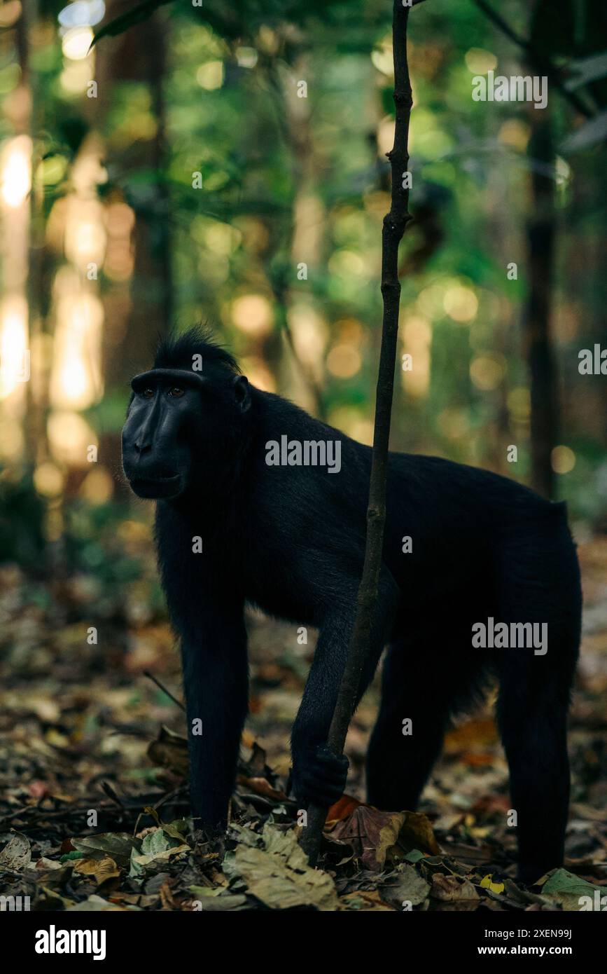 Celebes crested macaque (Macaca nigra) standing on the ground in fallen ...