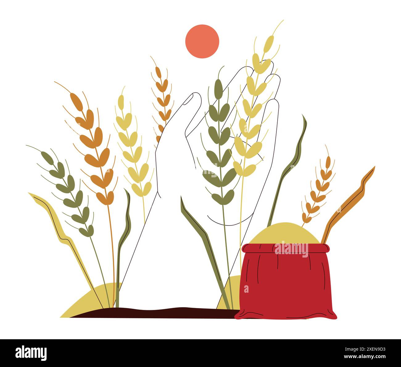 Agriculture concept. Harvested rye or wheat crop. Hand holding ripe ...