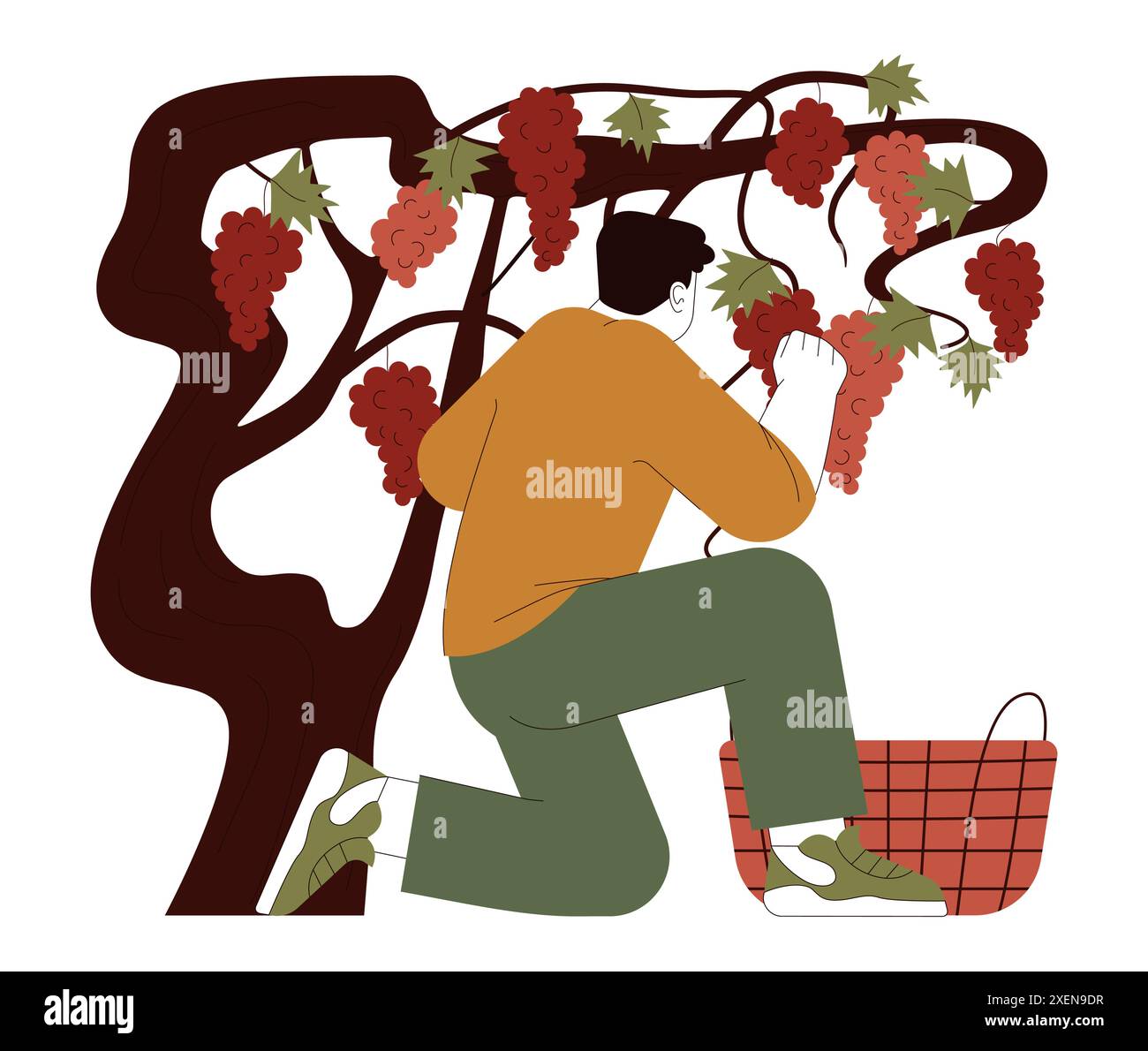 Harvest grape picking harvesting crop Stock Vector Images - Alamy