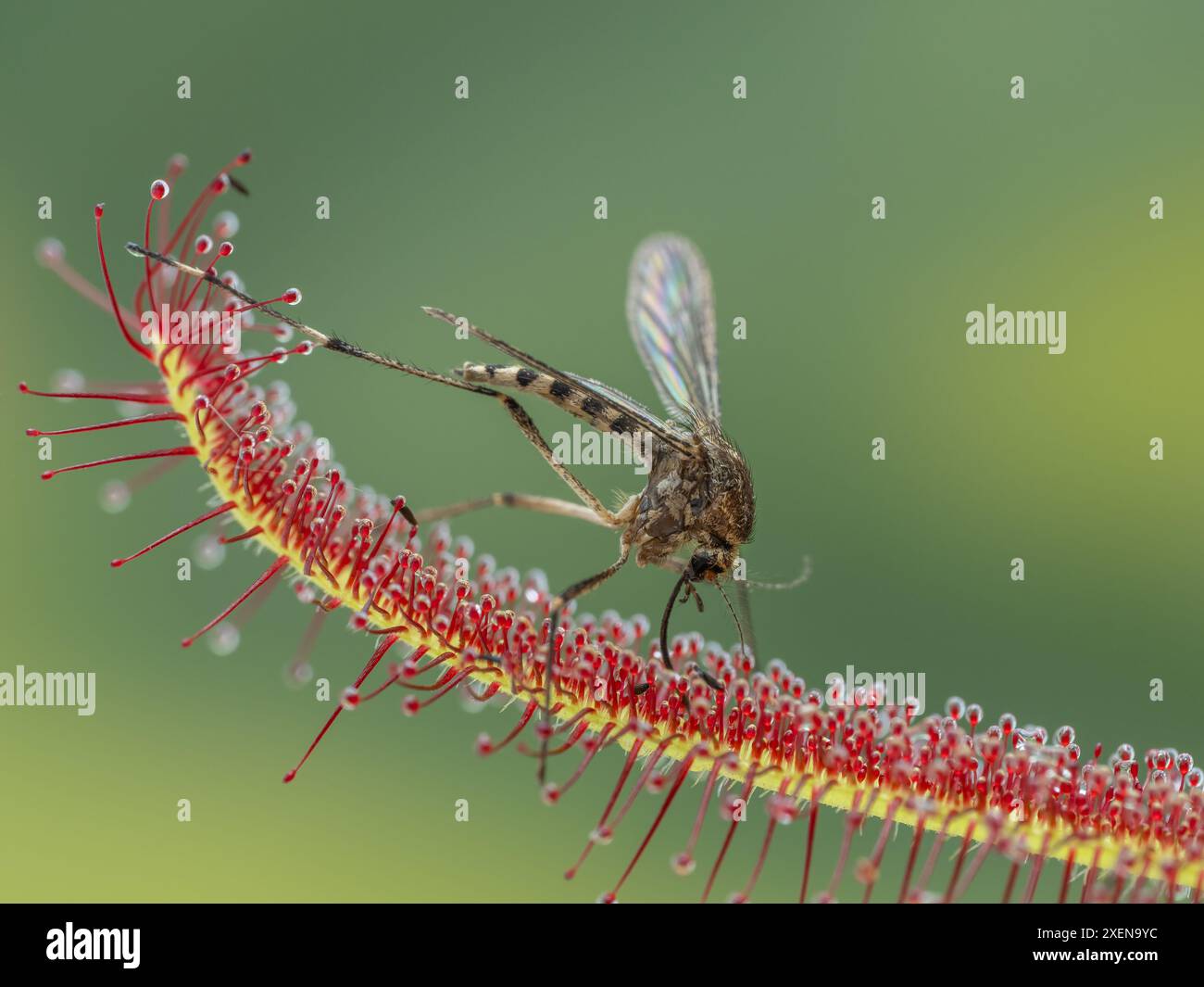 Side view of a female mosquito (Aedes species) that died after being ...