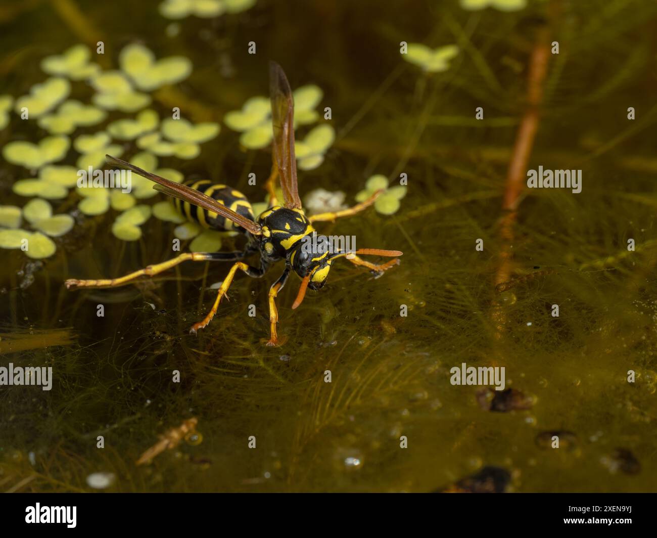 European paper wasp, Polistes dominula, drinking from a pond while ...