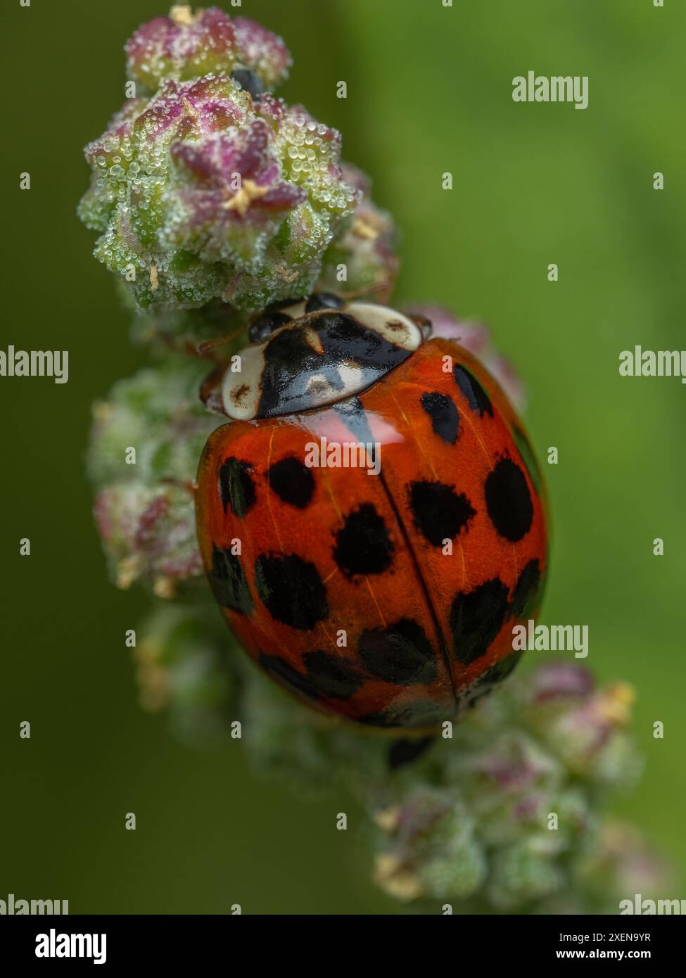 Asianspecies hi-res stock photography and images - Alamy