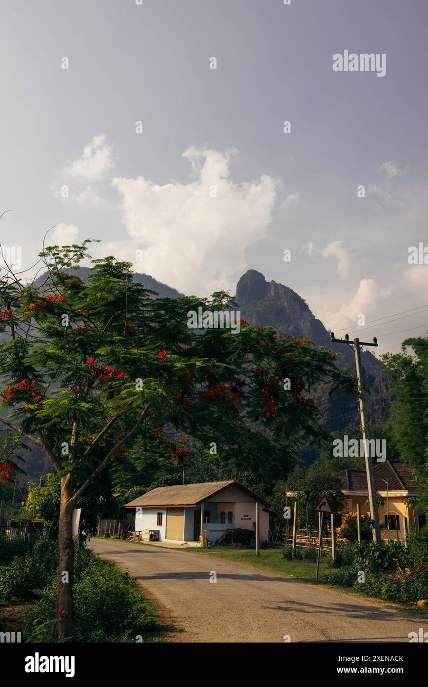 Blossoming tree and houses along a dirt road in the Vang Vieng area of ...