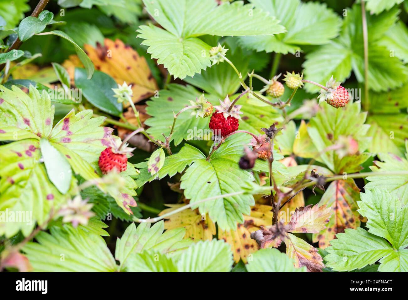 Walderdbeeren in Aachen am 23. Juni 2024. GERMANY - AACHEN - STRAWBERRY ...
