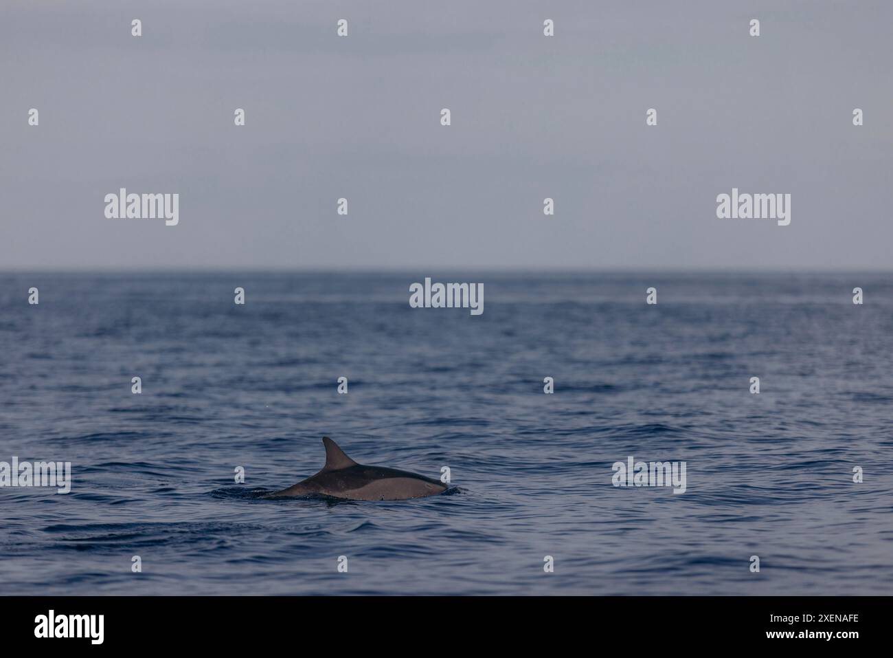 Fin and back of a dolphin as it surfaces in the Celebes Sea off the ...