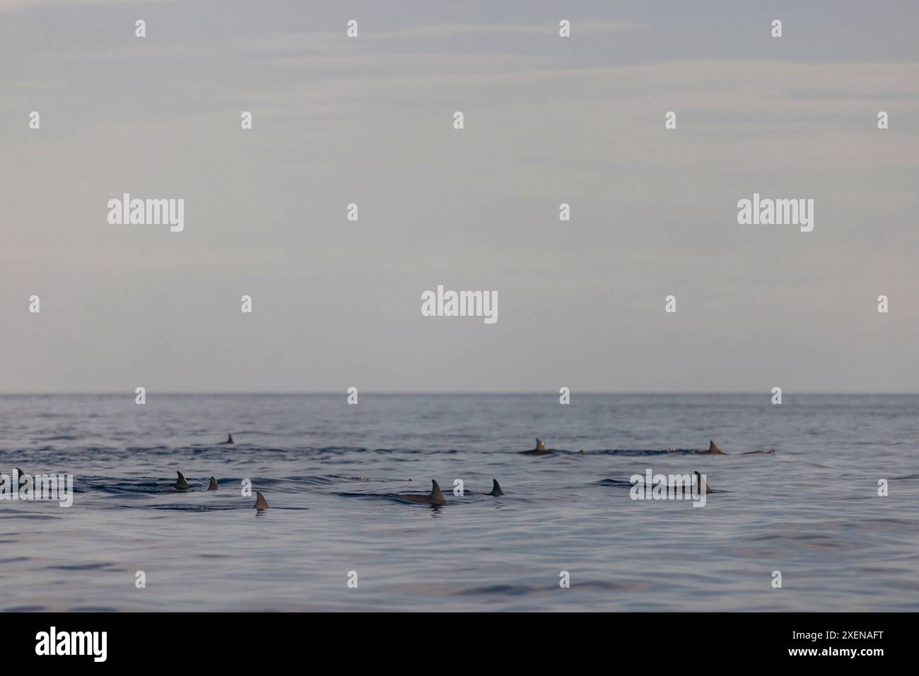 Fins and backs of dolphins as they surface in the Celebes Sea off the ...