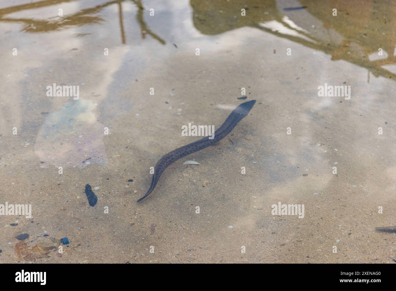 Snake moving through shallow clear water in Indonesia; Bunaken, North ...