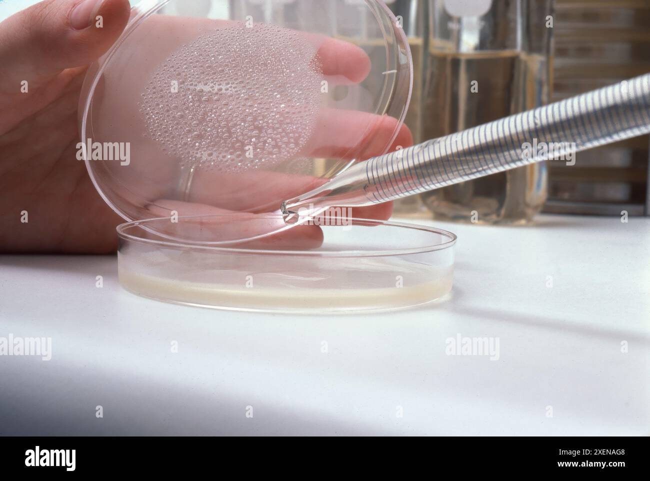 Adding a drop to Petri dish closeup Stock Photo - Alamy