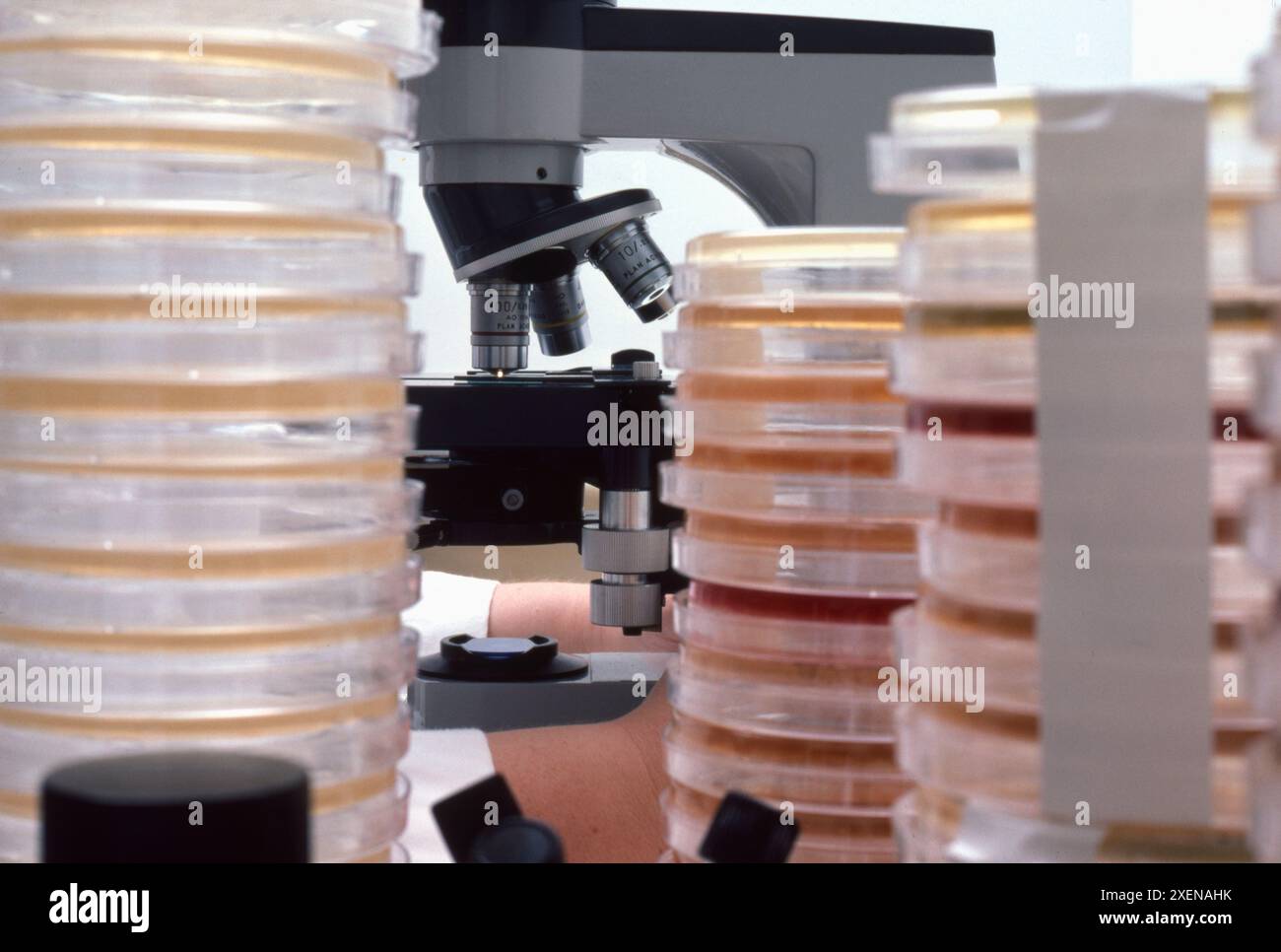 Microscope with Petri dishes closeup Stock Photo - Alamy