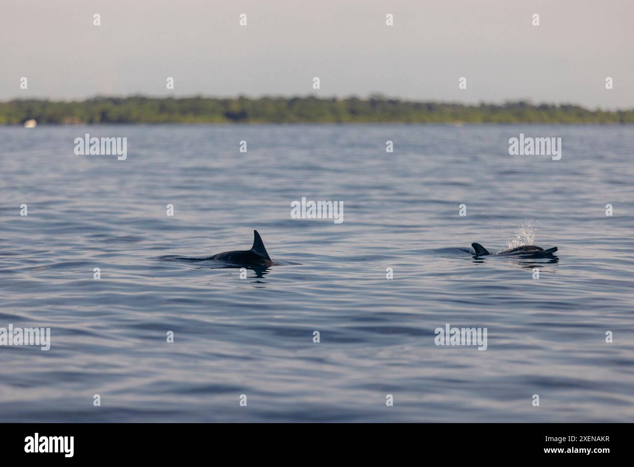 Fins and backs of dolphins as they surface at twilight in the Celebes ...