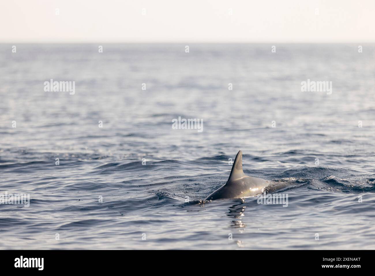 Fin and back of a dolphin as it surfaces in the Celebes Sea off the ...