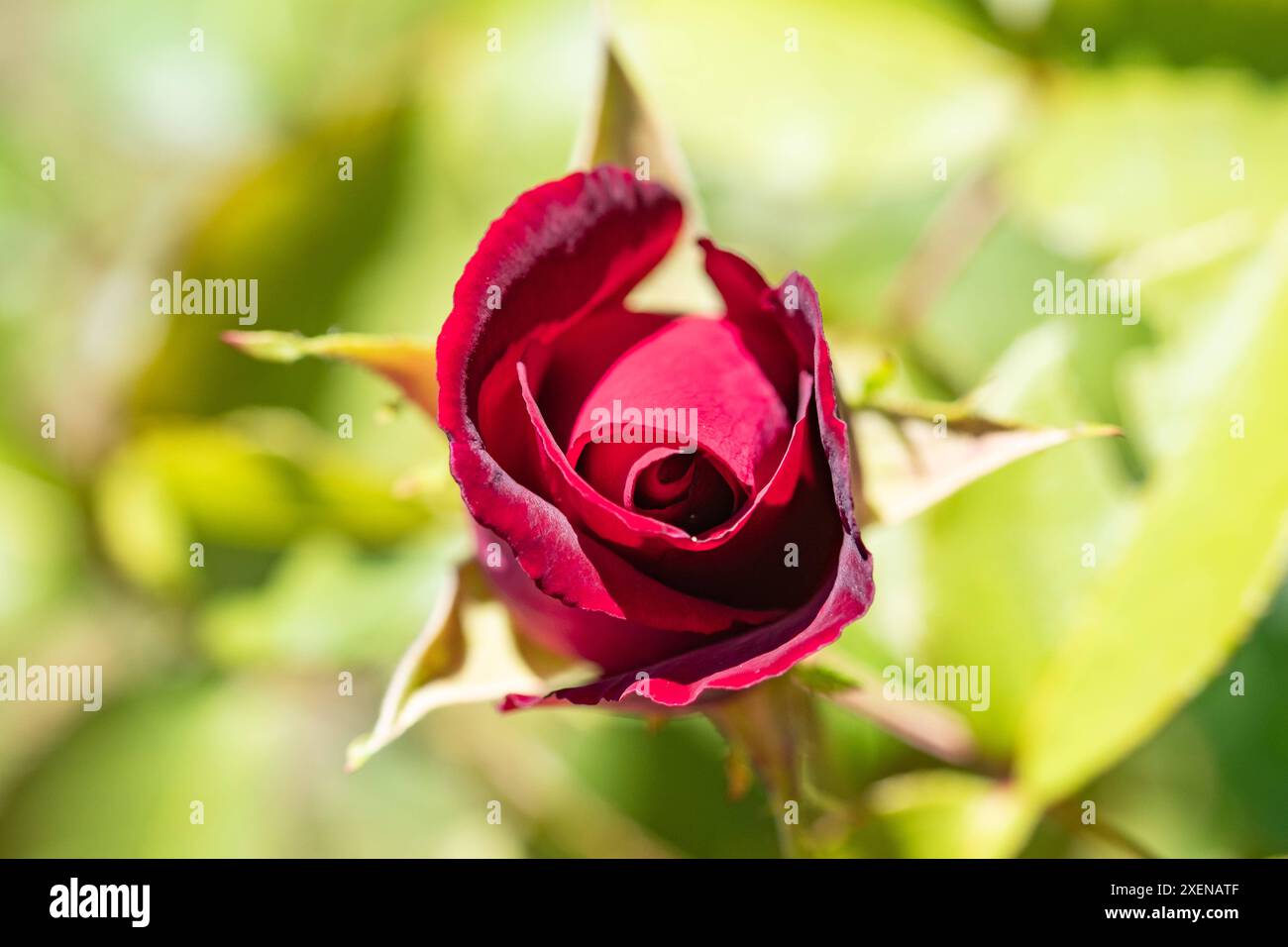 Rote Rose in Aachen am 25. Juni 2024. GERMANY - AACHEN - ROSE Stock ...