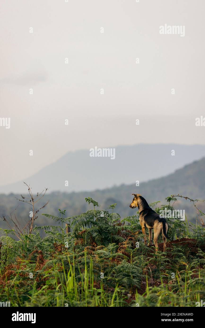 Dog stands looking out on a coffee plantation on the Bolaven Plateau in ...