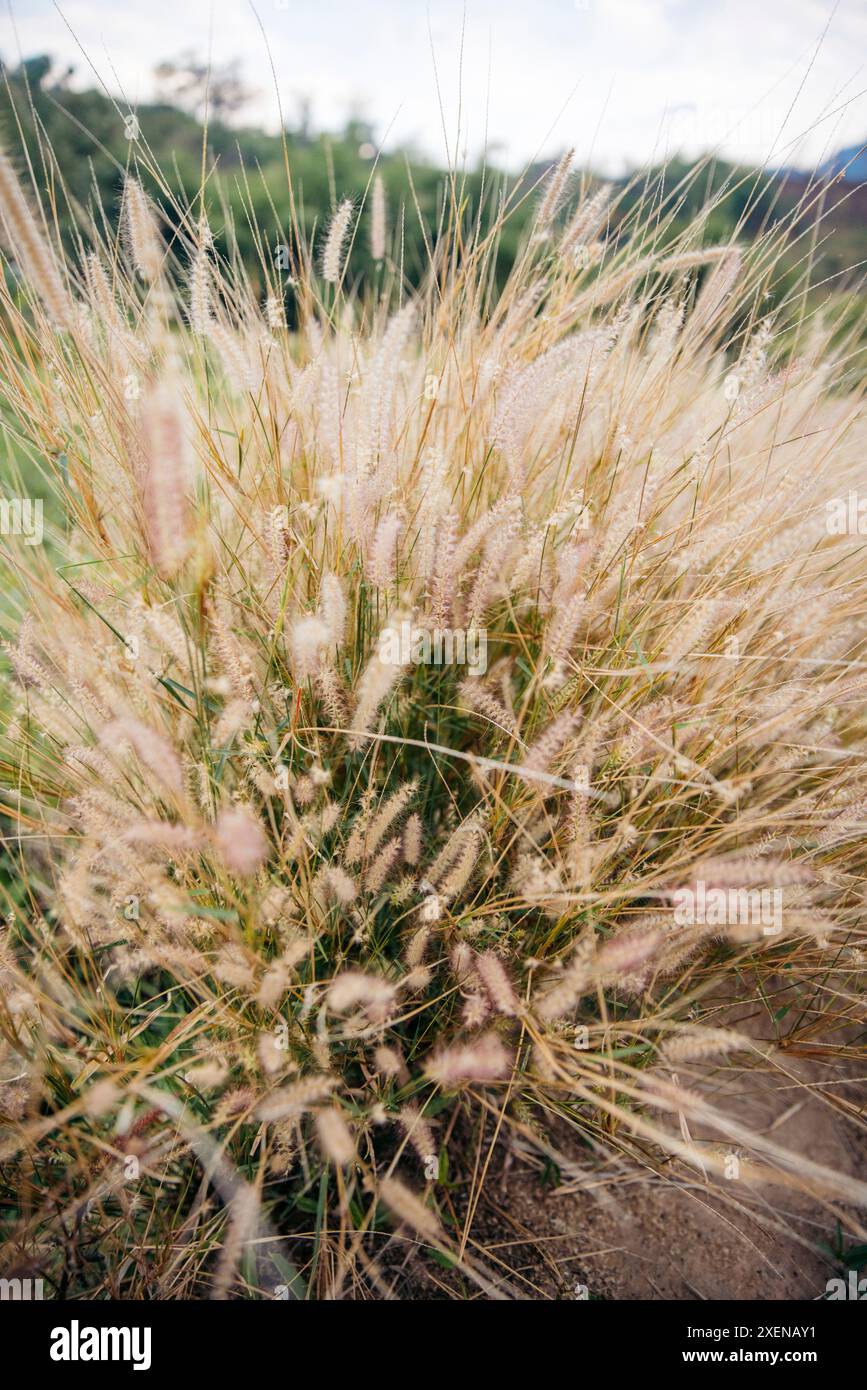 Selective fluffy plants in hi-res stock photography and images - Alamy