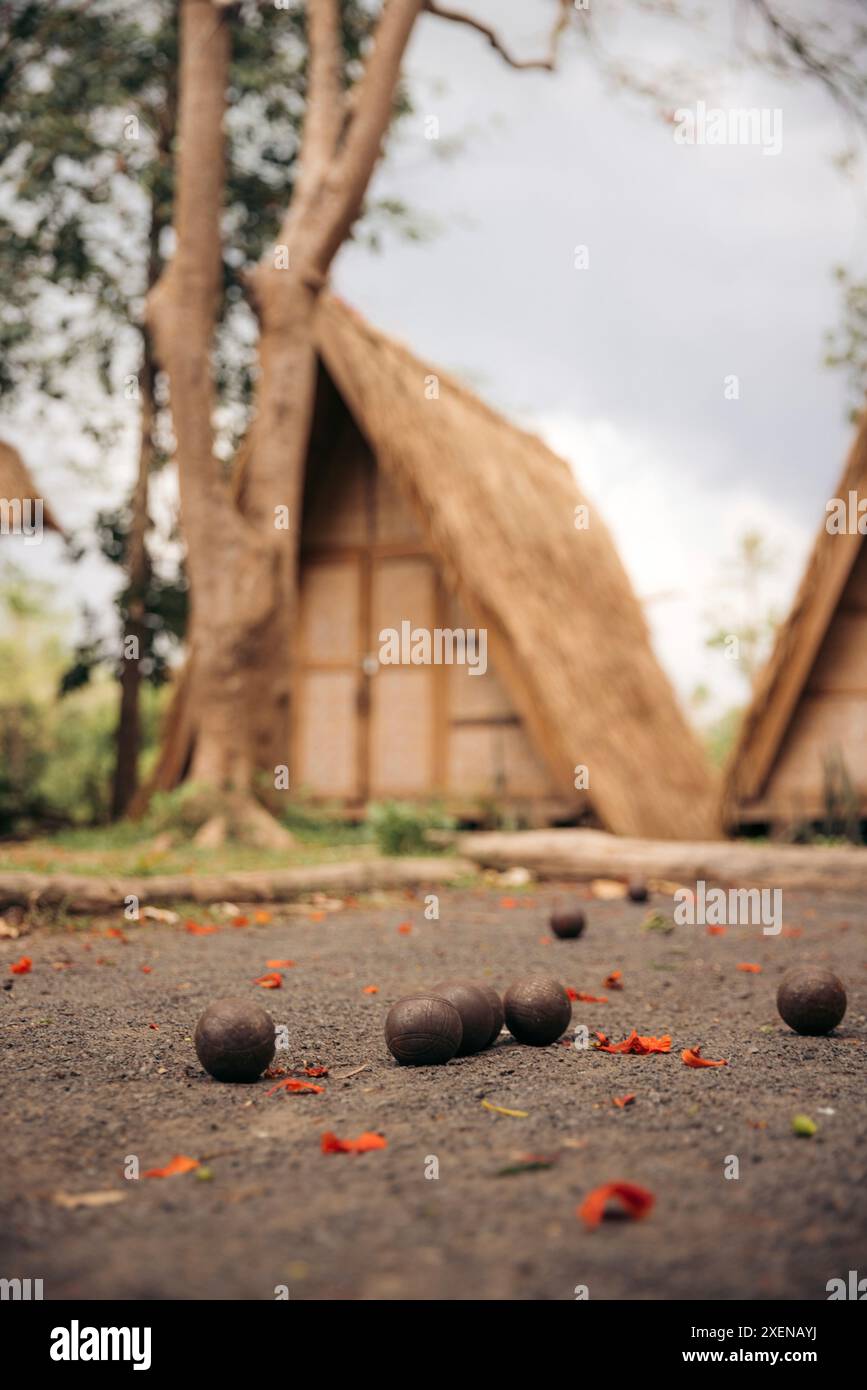 Coconuts laying on the ground by A-frame guest houses on Fandee island ...