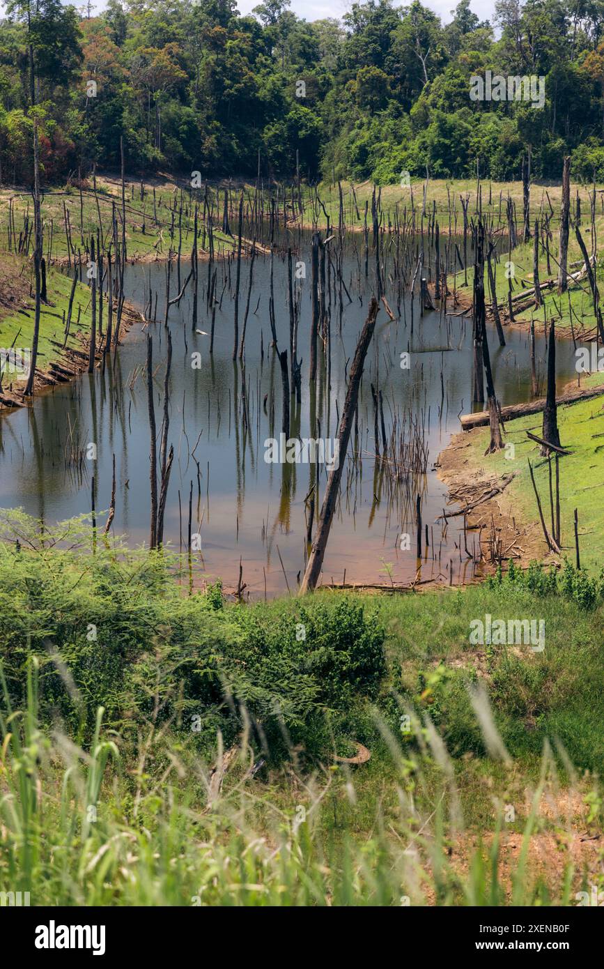 Burned trees in a pond around the Thakhek Loop in Laos; Khammouane ...