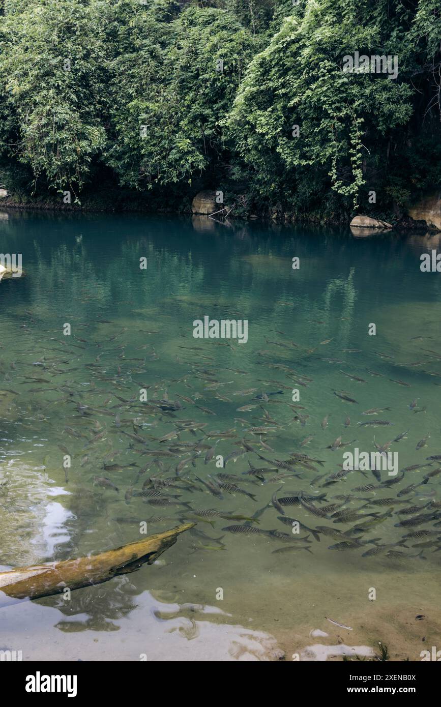 Fish swim in the shallow river at Kong Lor Cave in Laos; Khammouane ...