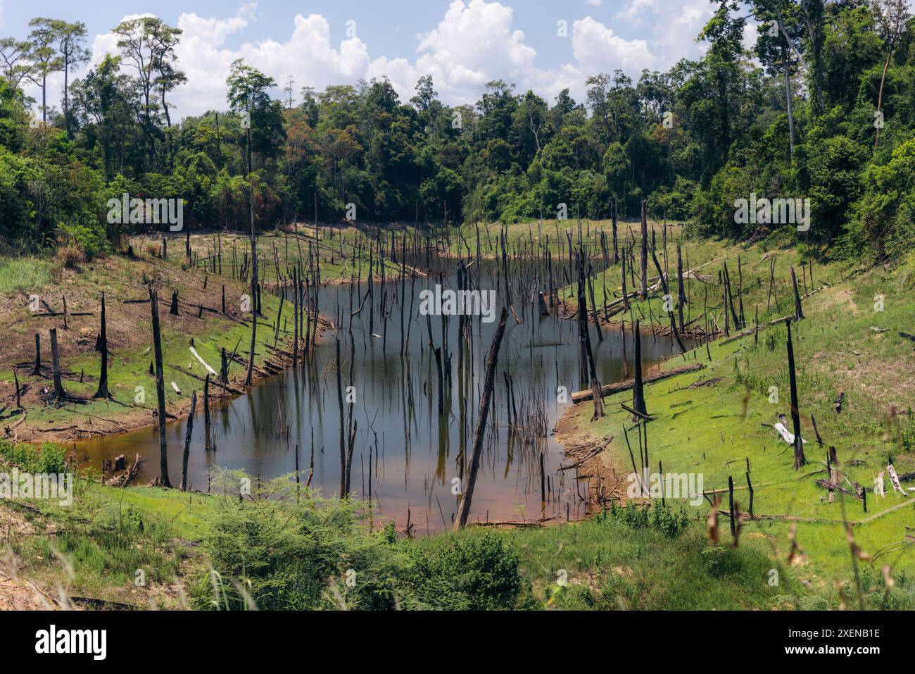 Burned trees in a pond around the Thakhek Loop in Laos; Khammouane ...