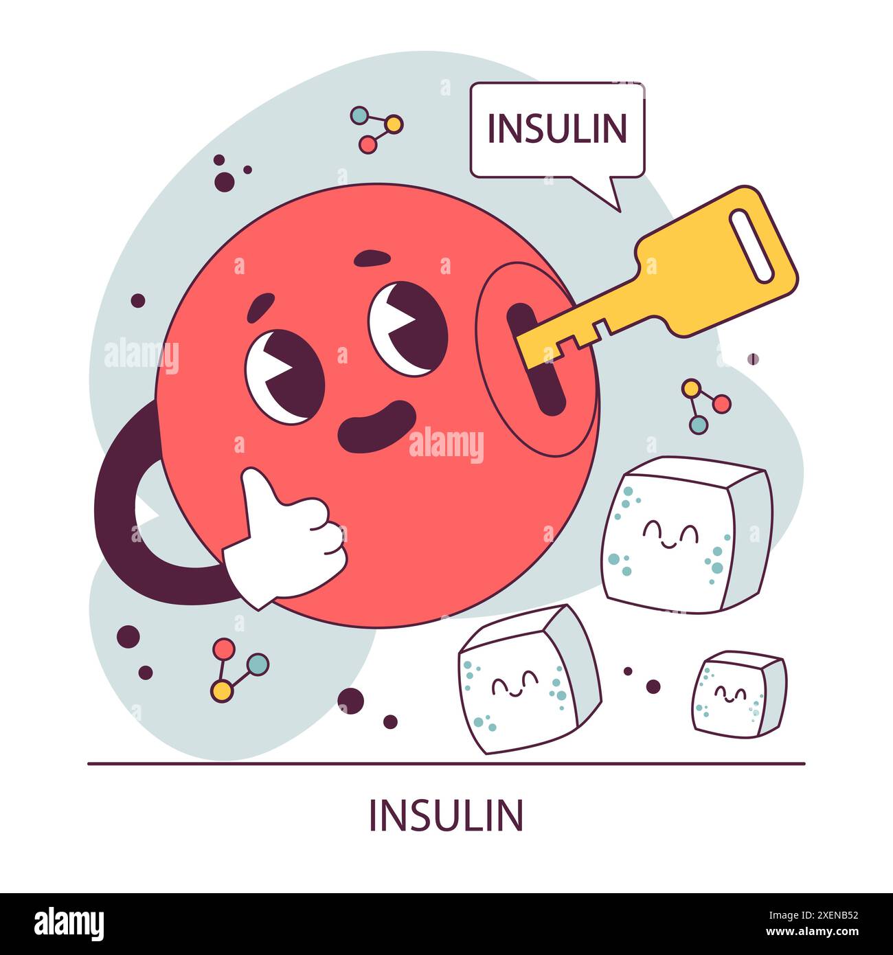 Endocrine system. Insulin function. Pancreas gland hormones secretion ...