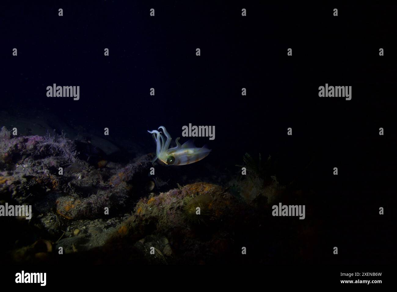 Reef squid underwater night hi-res stock photography and images - Alamy