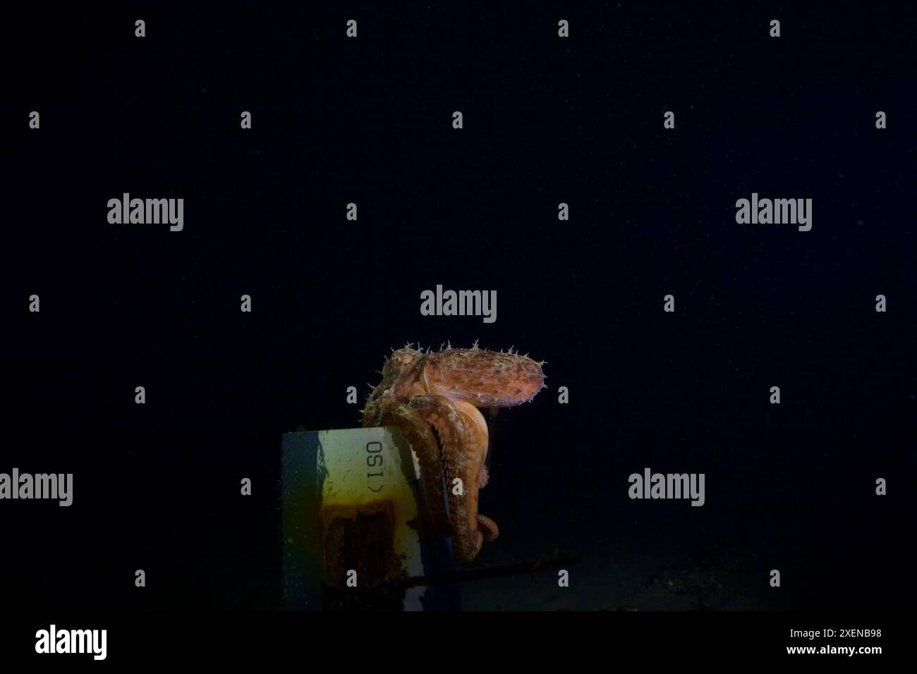 Pale Octopus at Night time at Mornington Pier outer reef Stock Photo ...