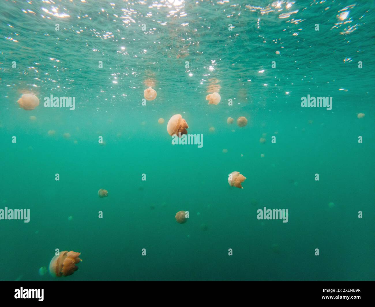 Jellyfish lake hi-res stock photography and images - Alamy
