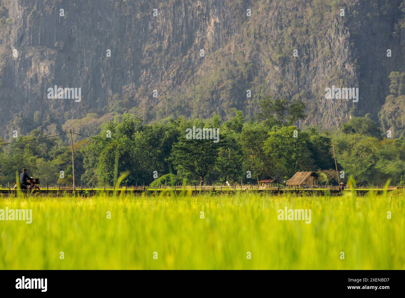 Rice field in the countryside near Kong Lor Cave; Khammouane Province ...