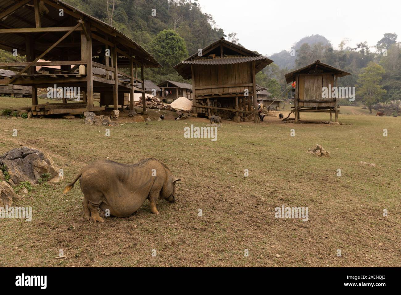 Large pig (Sus domesticus) grazes on a field in a Vietnamese village ...
