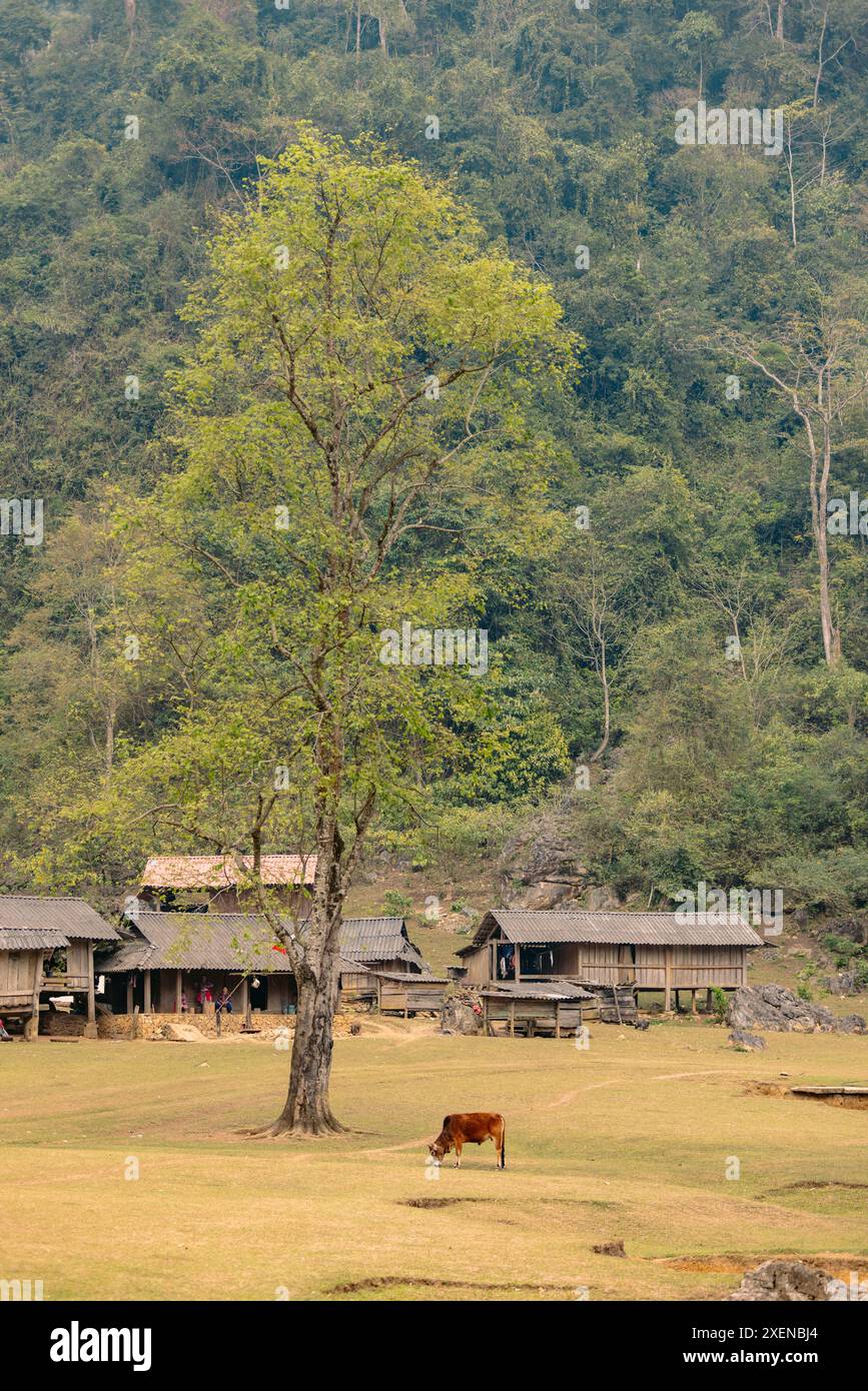 Lone cow grazing in a Vietnamese village; Ta So village, Moc Chau ...