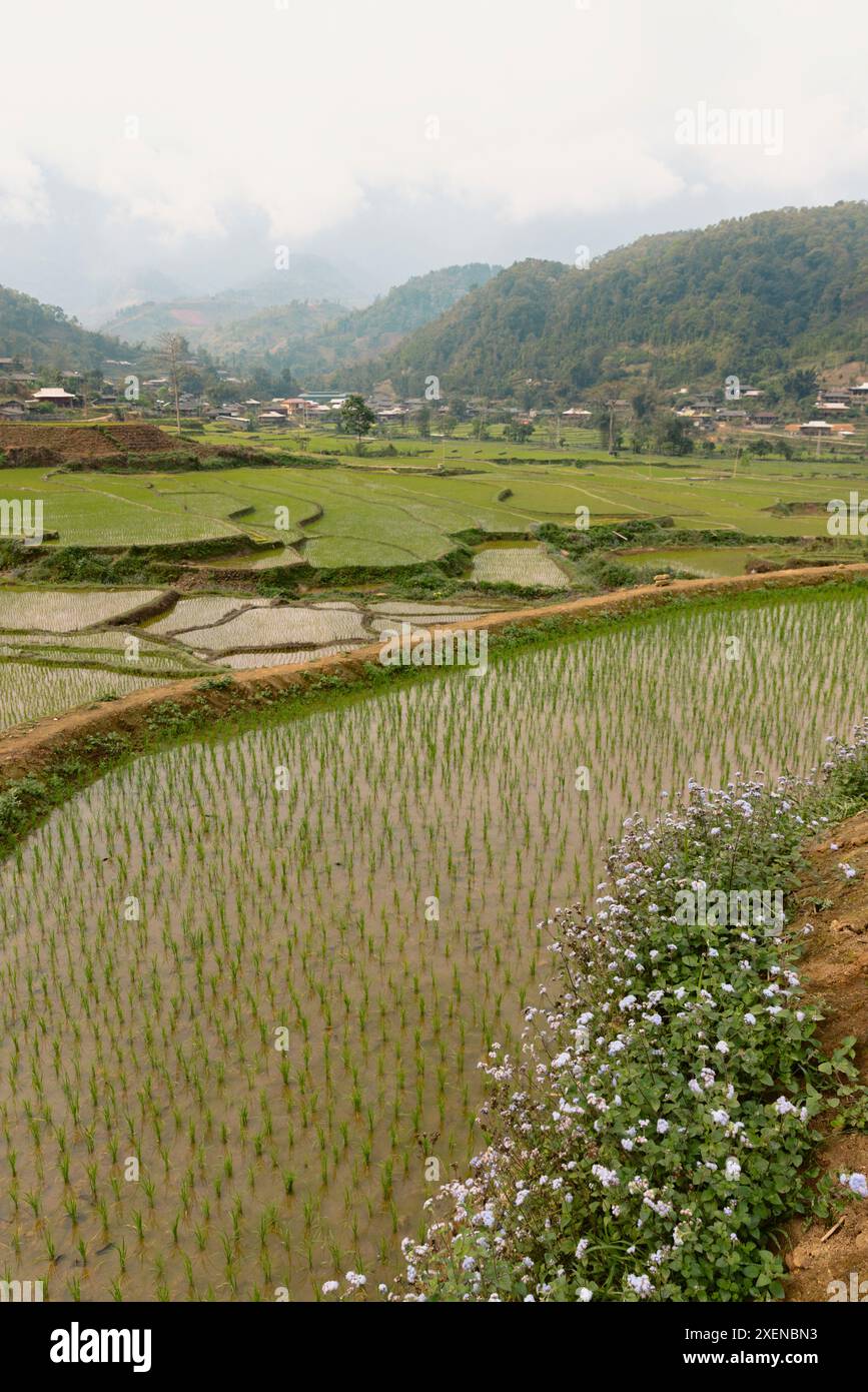 Rice farming in the Vietnam countryside; Tram Tau, Tram Tau District ...