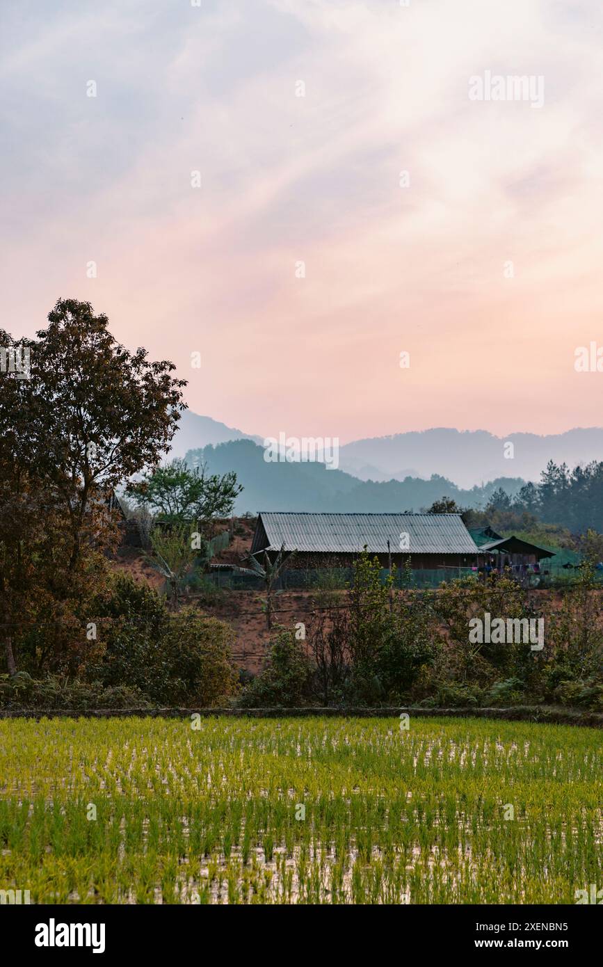 Rice field in the Vietnam countryside at twilight; La Pan Tan, Mu Cang ...