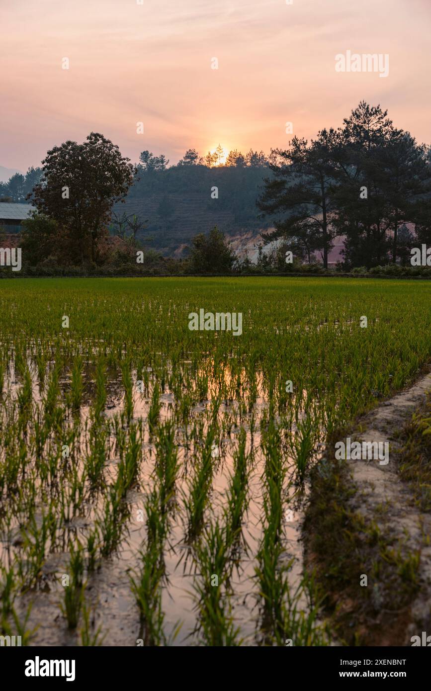 Rice field in the Vietnam countryside at sunset; La Pan Tan, Mu Cang ...